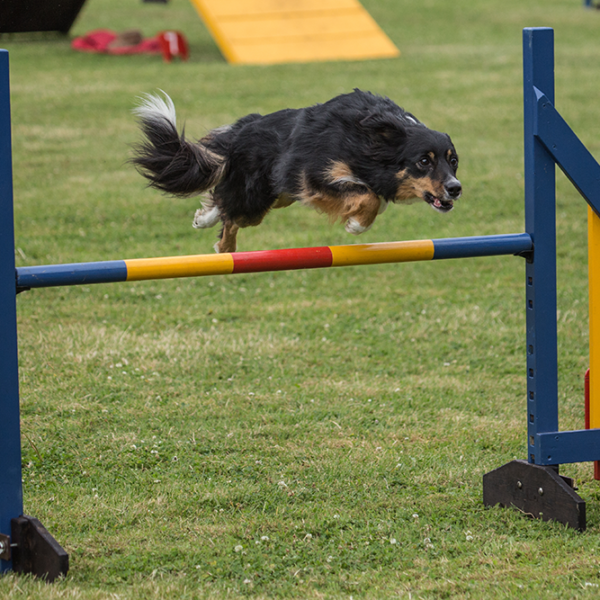 Events Archive - South of England Showground